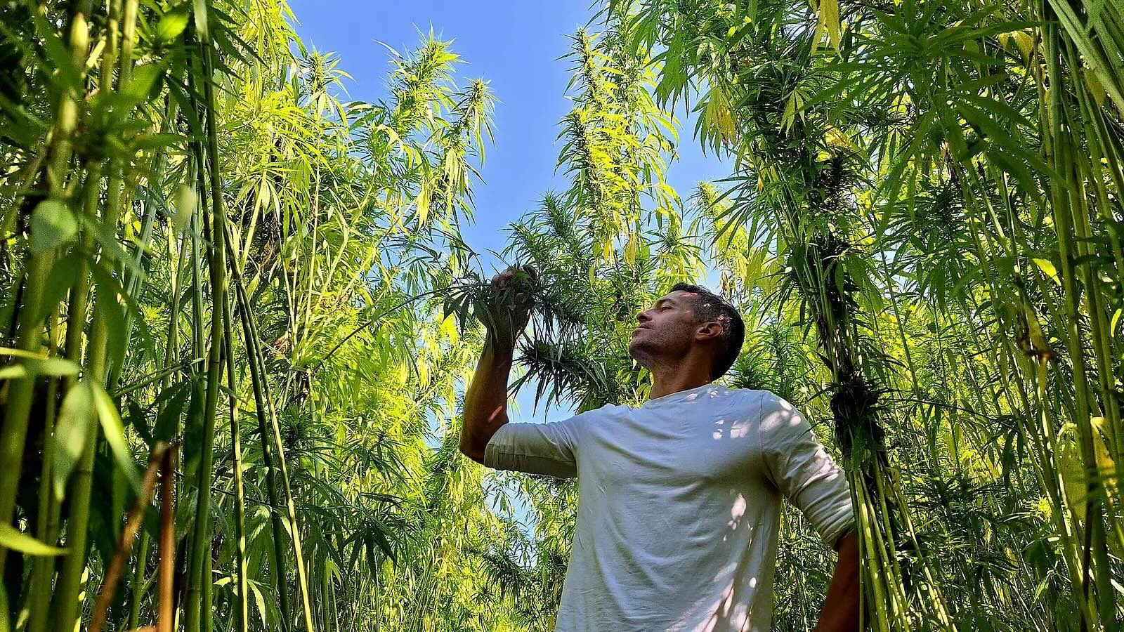 Erlebnisführung durchs Hanffeld | Naturgarten Stegaurach